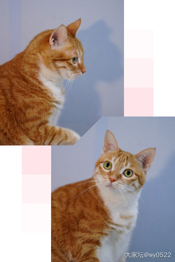 古德猫宁翡翠宠物闲聊珠宝大家坛
